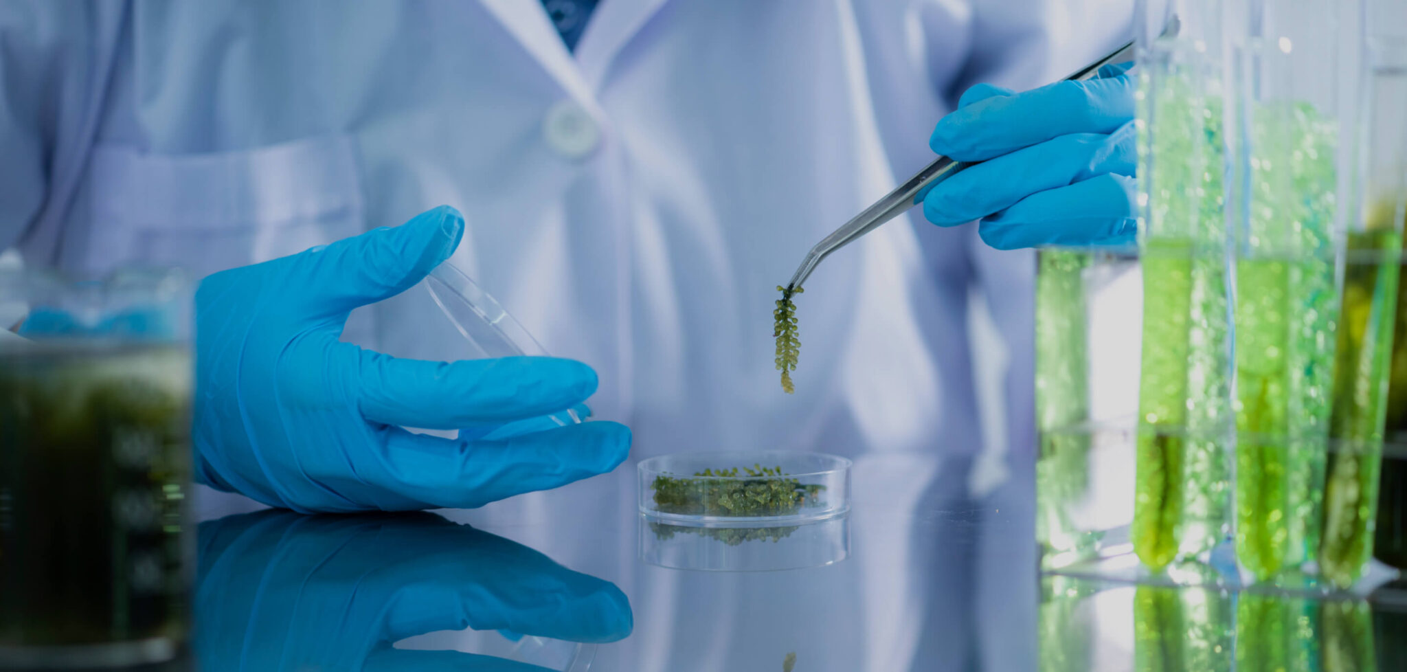 MCA Algas y Derivados