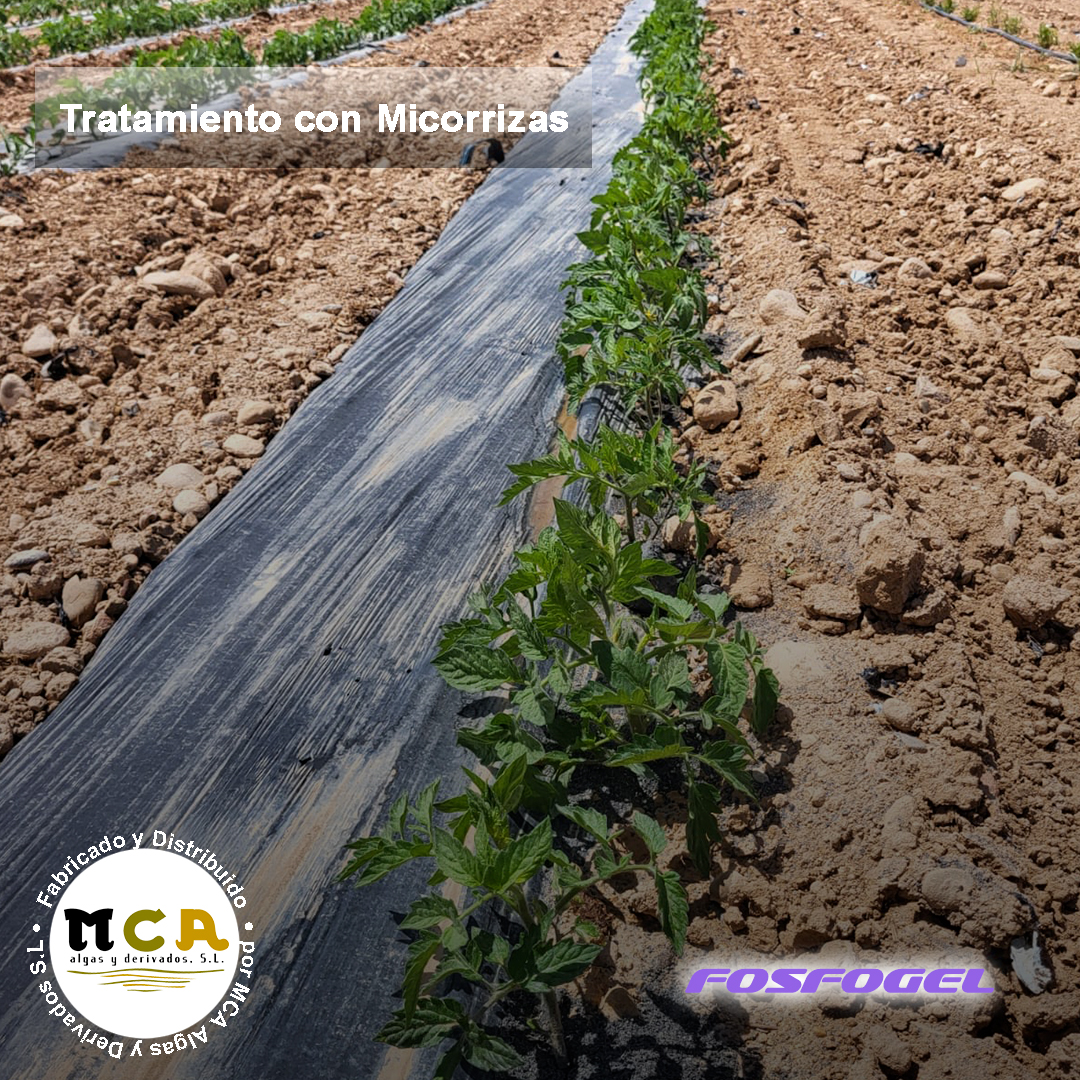 Ensayo en Castejón (Navarra): producción de tomate ecológico para ...